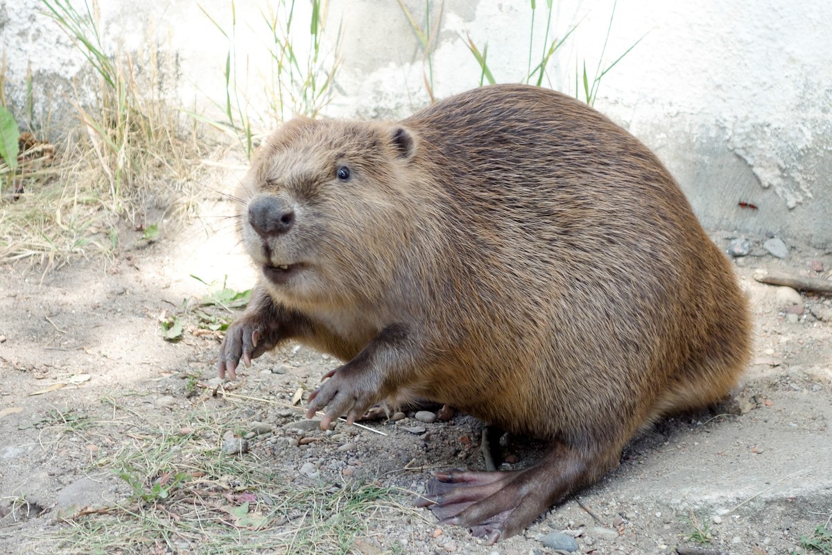 Bobry w Polsce pracują dla człowieka. Koszty i zyski z działalności ...