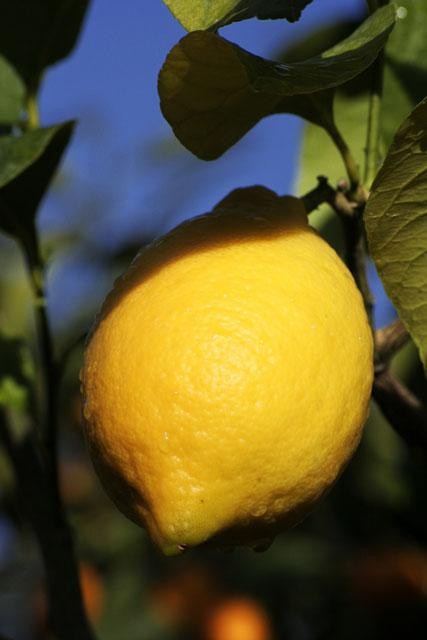 Francja - Menton - Festiwal Cytryny - Podróże