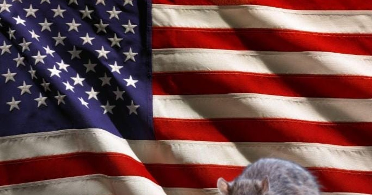10 rattiest cities in America in 2023, according to pest control ...