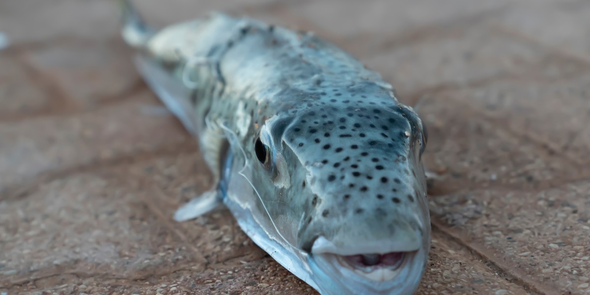 Najbardziej trująca ryba świata złowiona w Chorwacji. Gorsza niż ...