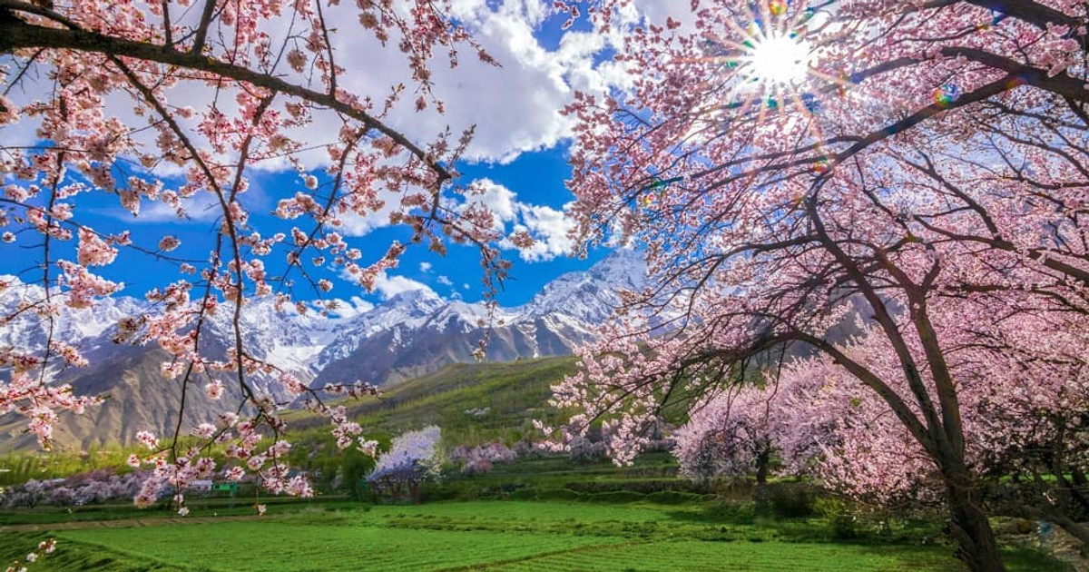 6 reasons why Pakistan is the best destination to view cherry blossoms ...