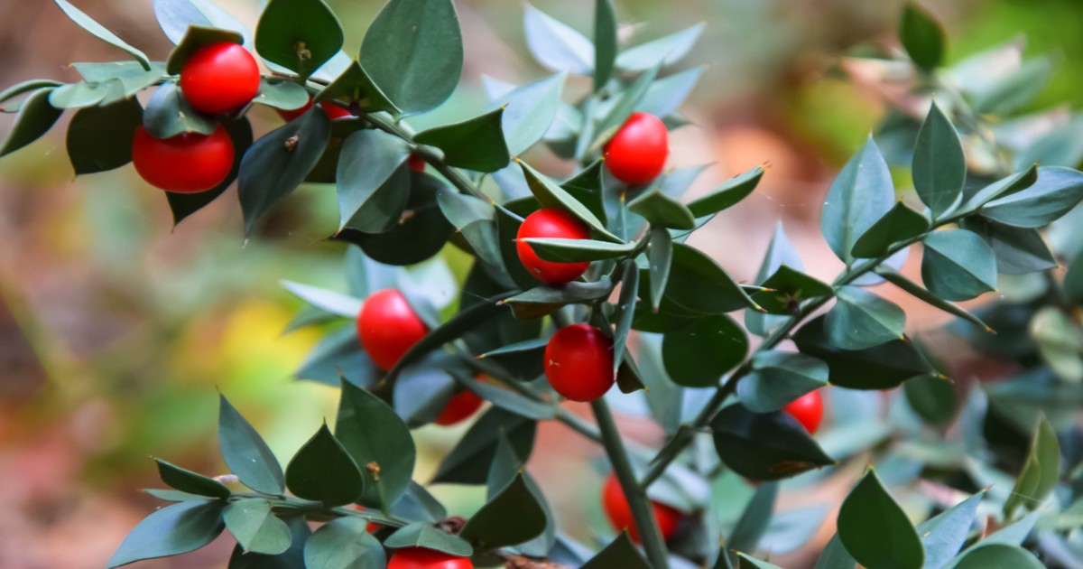 Ruszczyk kolczasty i jego wielka moc. Kiedy warto go stosować?