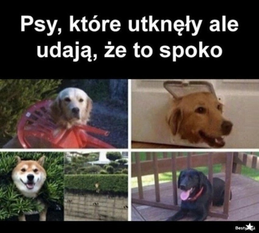 Najlepsze memy o psach. Te czworonogi rozbawią do łez [GALERIA] - Kobieta