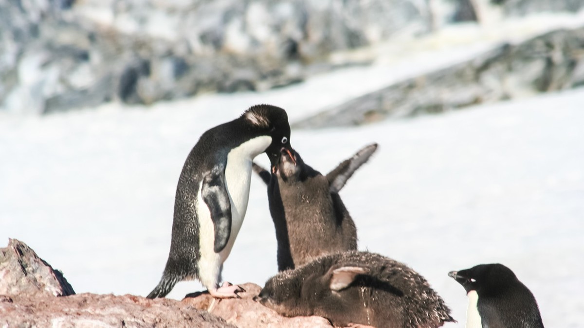 Preko 700 mladih pingvina prvi put snimljeno kako skaču u vodu sa ...