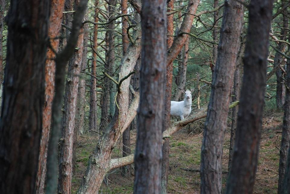 Biały daniel atrakcją spacerowiczów na Helu - Wiadomości