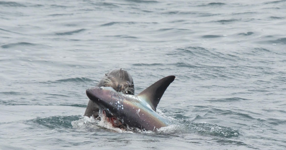 Atak rekina: zasadzka na turystów. Jak uchronić się przed atakiem ...