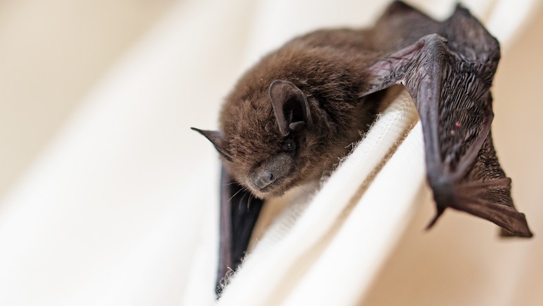 Małopolska: 11 gatunków nietoperzy zimuje w Ojcowskim Parku Narodowym ...