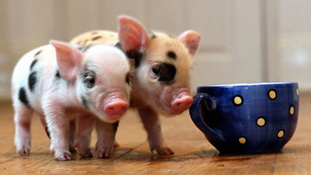 Top 10 minijaturnih životinja - Blic