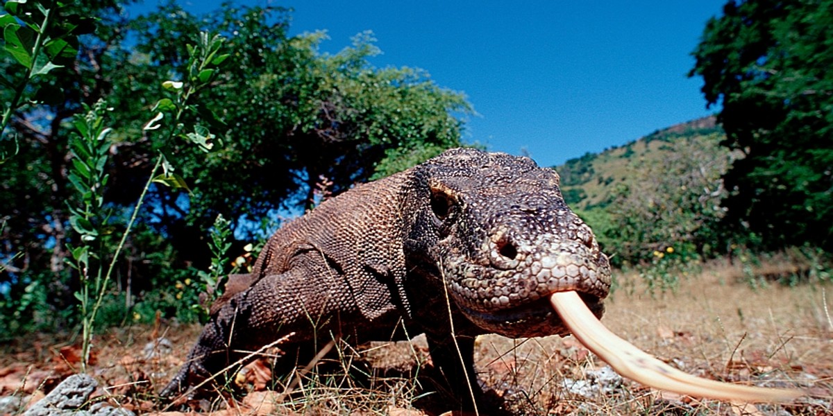 Waran z Komodo zaatakował dwóch mężczyzn - Podróże