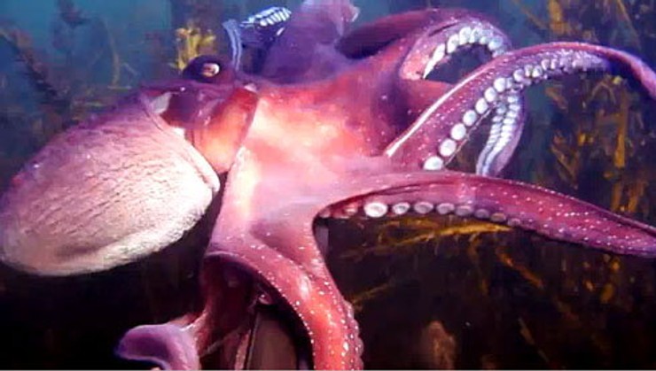 Oktopod ukrao kameru roniocu