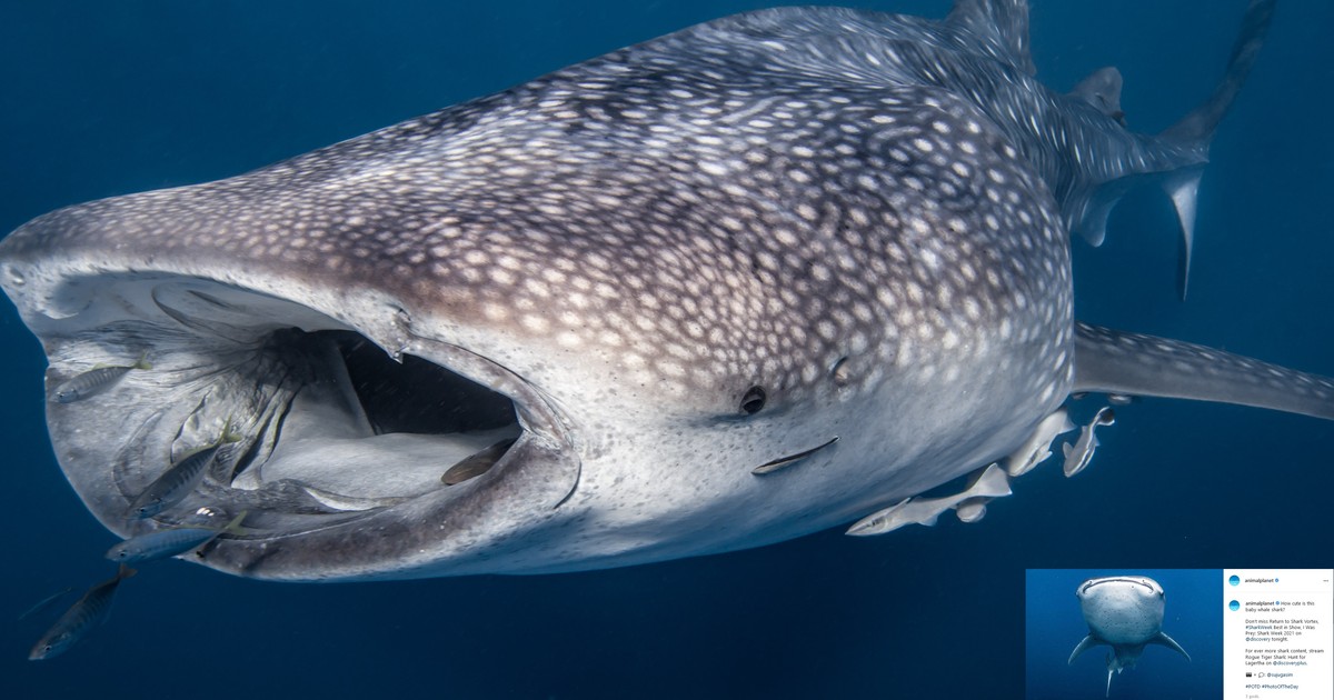 Tak wygląda dziecko rekina wielorybiego. "Niesamowite" - Facet