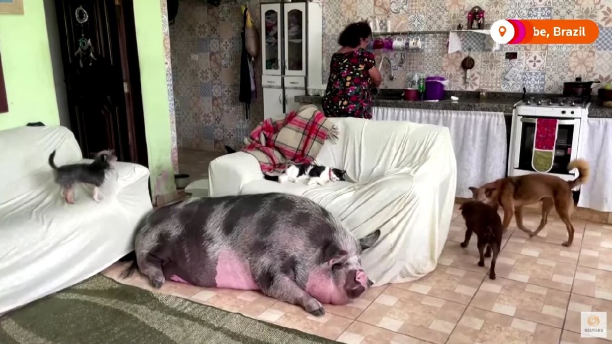 Mislila je da je Lilica mini-prase idealno za kućnog ljubimca, a ona ...