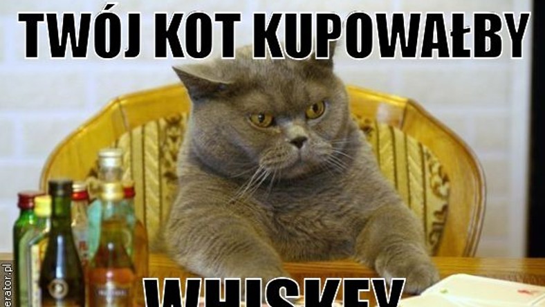 W Światowy Dzień Kota, koty zawładnęły Internetem [MEMY] - Dziennik.pl