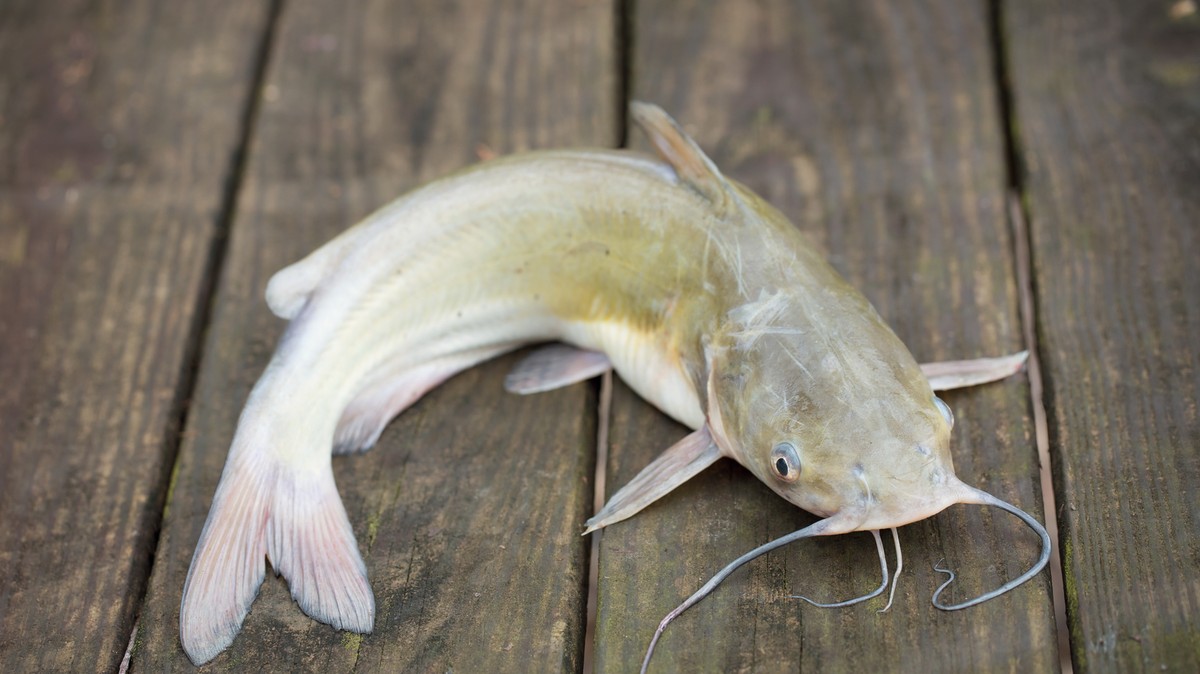 A harcsa horgászata - Blikk