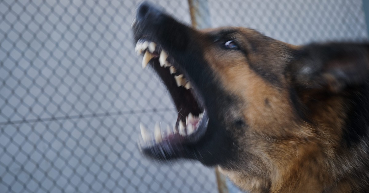 Śmiertelnie ugodził psa nożem. Mówi o samoobronie - Wiadomości