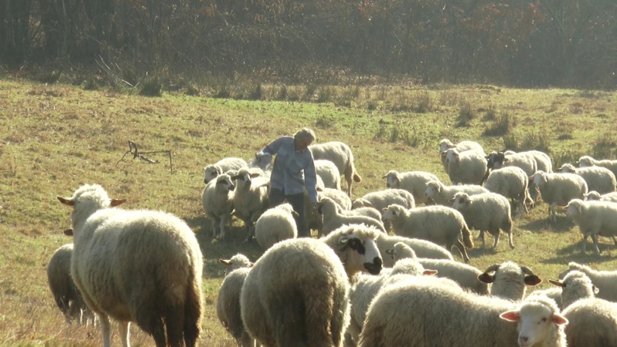 Šakali zaklali stado ovaca: Krvavi pir u selu kod Podgorice - Blic