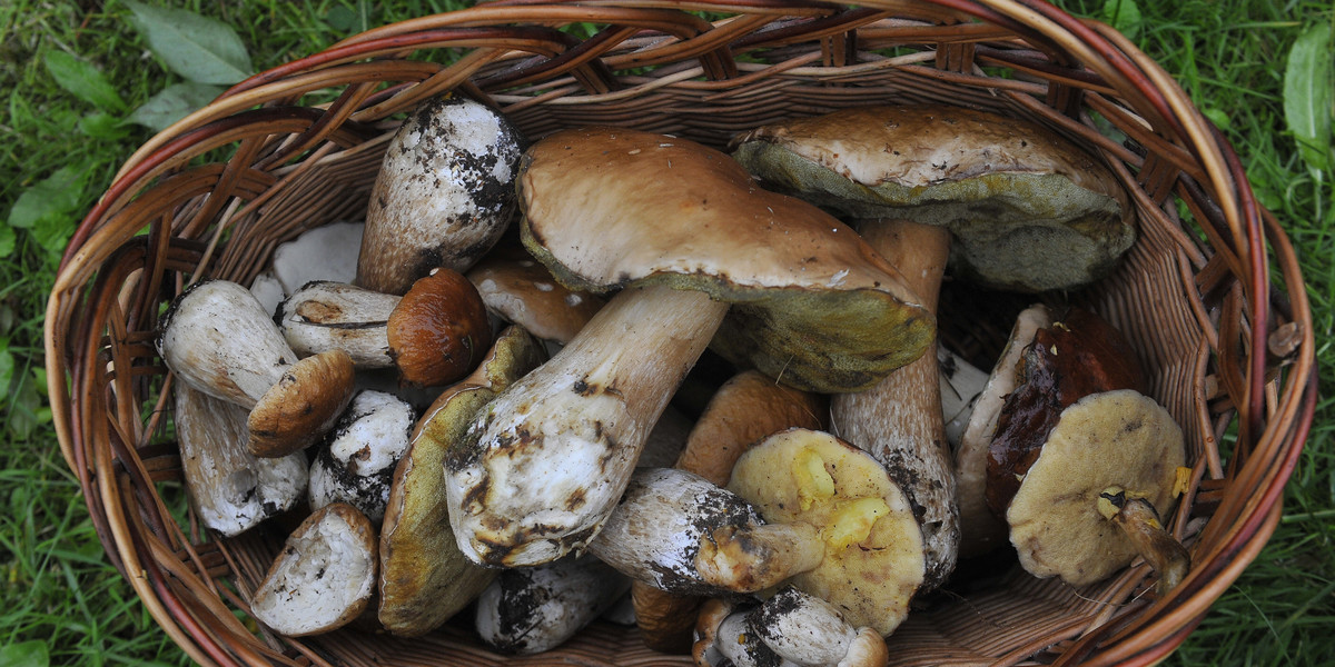 Mapa grzybów 2022. Gdzie na grzyby? W tych lasach jest ich najewięcej