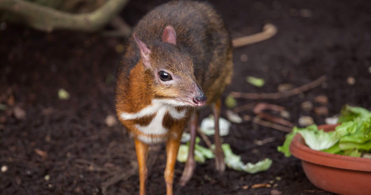 Myszojeleń urodził się w zoo w Łodzi [INSTAGRAM] [ZDJĘCIE] - Kobieta