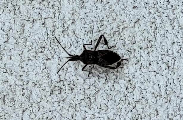 Wtyk amerykański wchodzi do mieszkań. Jak się przed nim zabezpieczyć ...