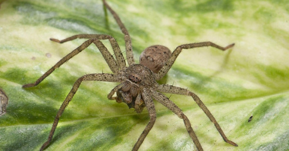 Spiders eat up to 800 million tons of prey each year, more than all ...