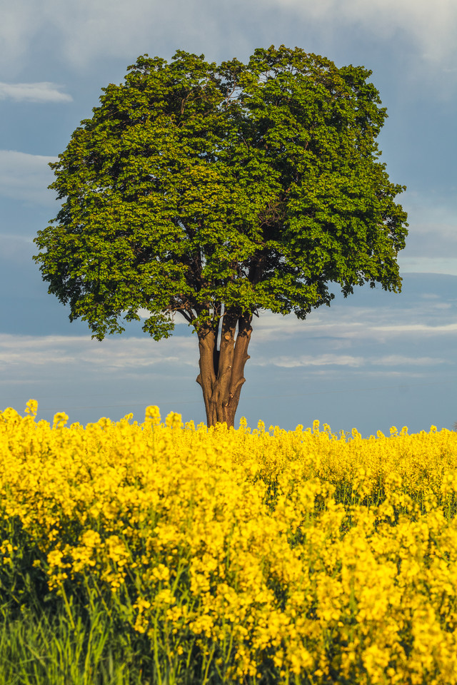 W Polsce kwitnie już rzepak. Niezwykłe ujęcia - Podróże