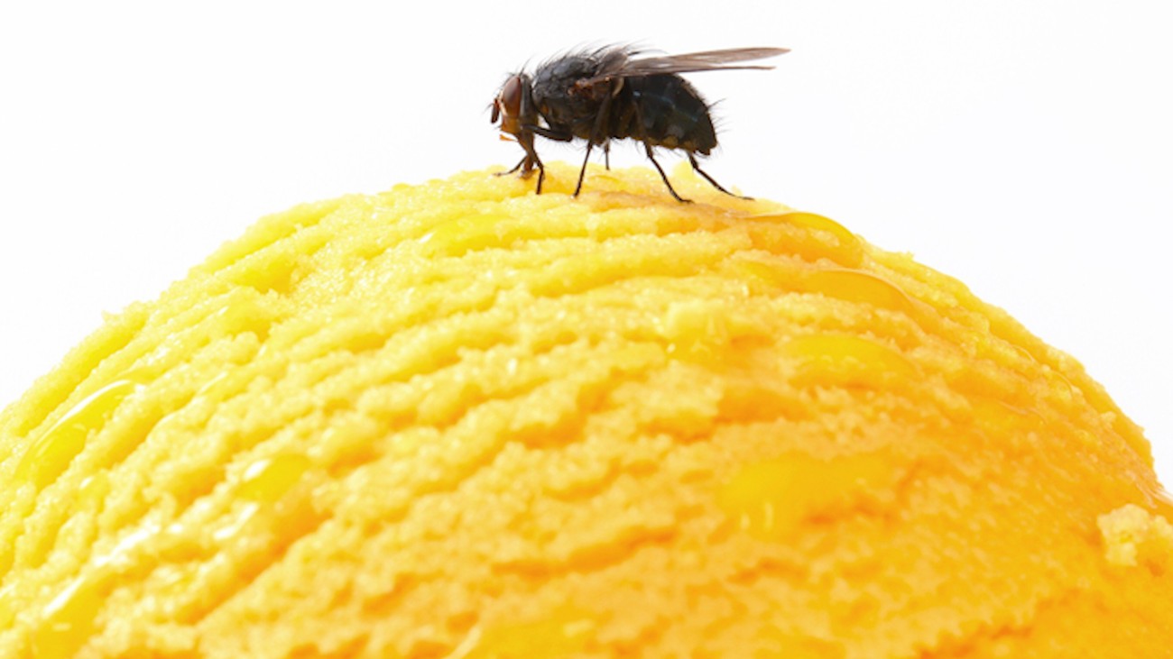 MILION GROZNIH STVARI Obična kućna muva vam je sletela na hranu? Odmah ...