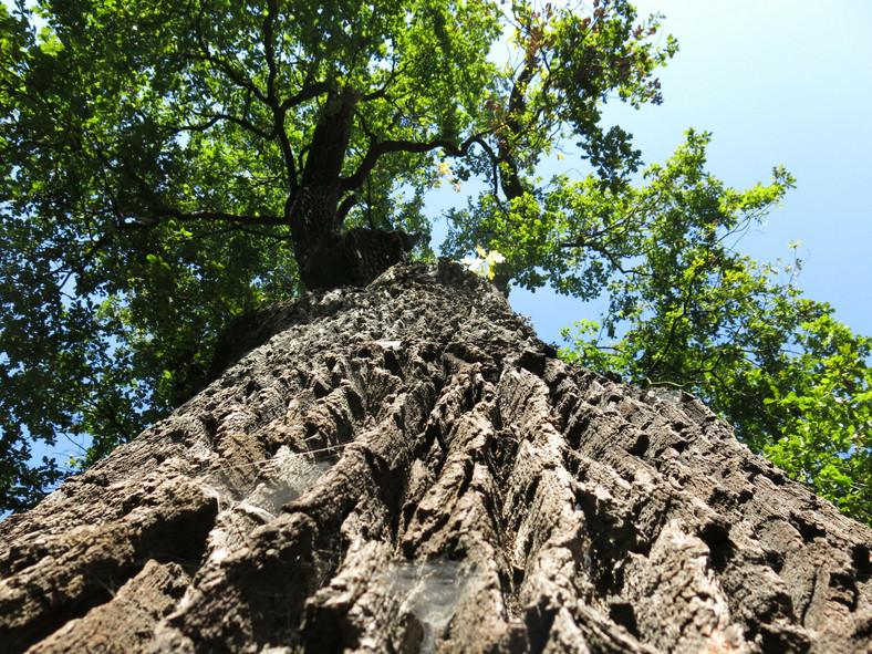 Podpalił 500-letni dąb "Cysters" i uciekł. "Brak cenzuralnych słów ...