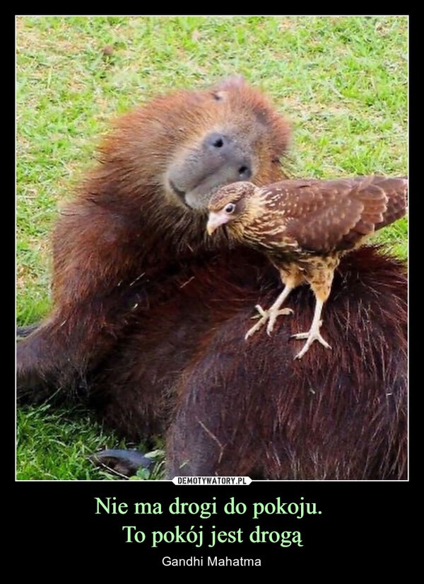 Światowy Dzień Zwierząt. Oto najlepsze memy - Kobieta