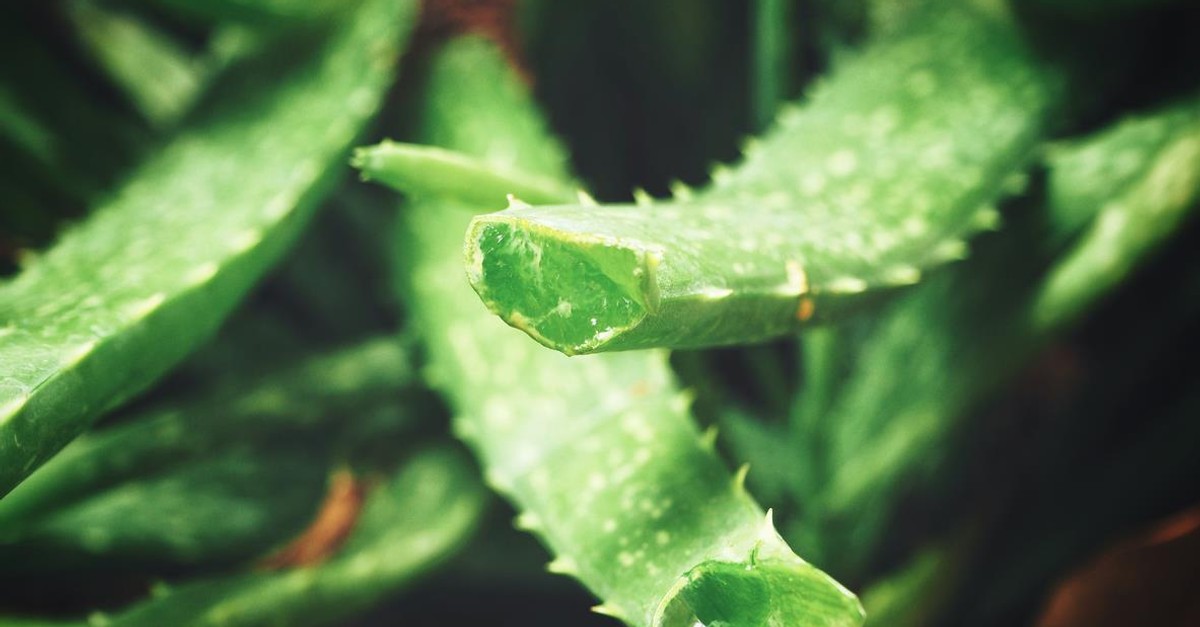 Aloes - właściwości, zastosowanie, przeciwwskazania [WYJAŚNIAMY]