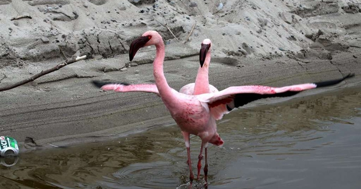 Świat się kończy! Flamingi ciągną nad Bałtyk