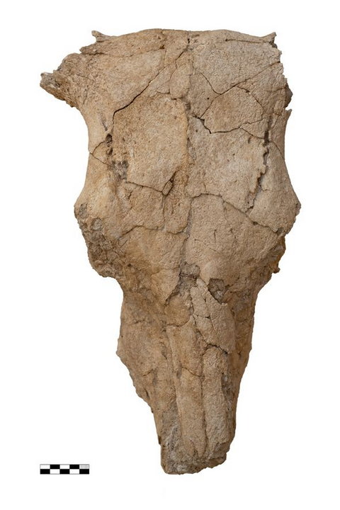 Tysiące lat temu na Krecie poświęcono niezwykle cenne zwierzę - Informacje