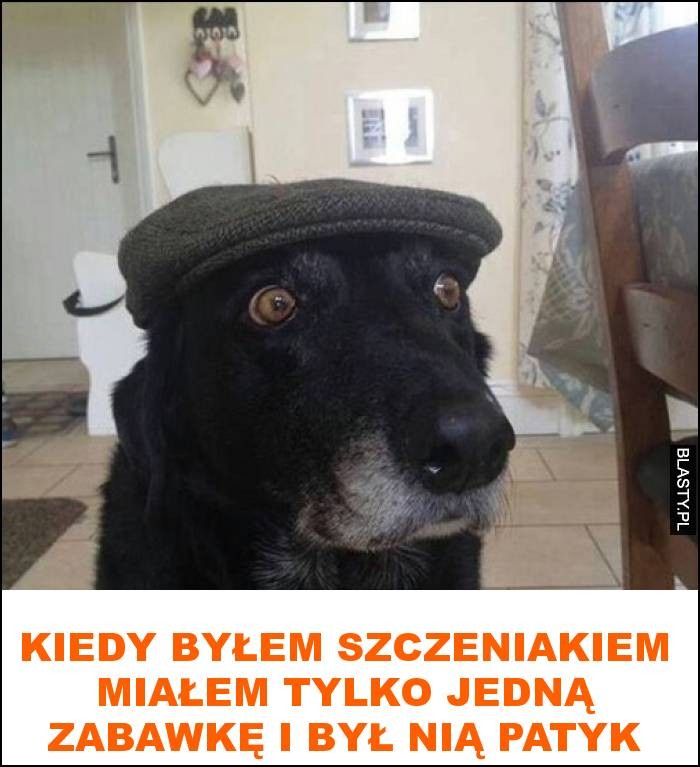 Najlepsze memy o psach. Te czworonogi rozbawią do łez [GALERIA] - Kobieta