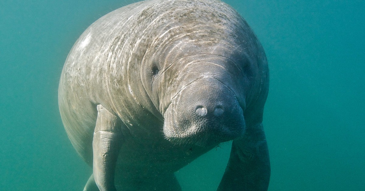 2 manatees named Romeo and Juliet that have lived in a tank at a ...