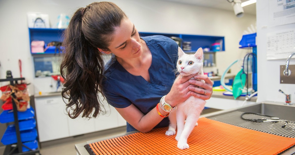 Scientists studied 8,000 cats to determine which breeds live the ...