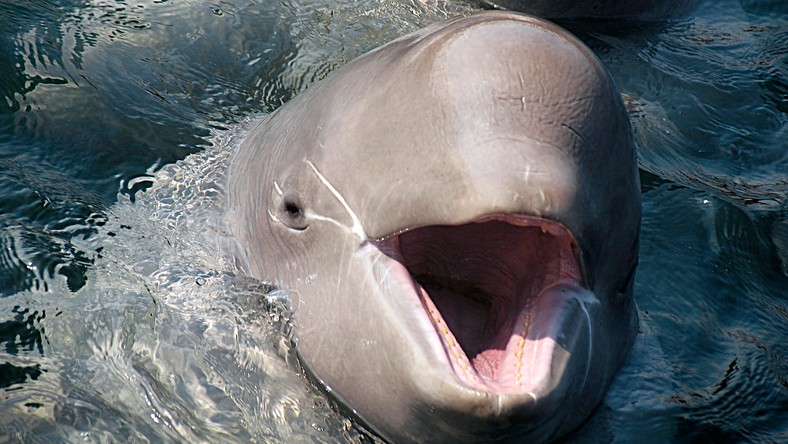 W Bałtyku żyje tylko pół tysiąca morświnów - Podróże