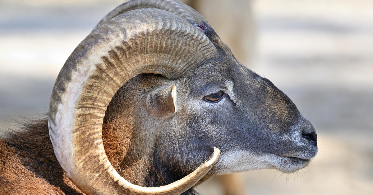 A Montana man trying to illegally create a 'giant sheep hybrid' went on ...