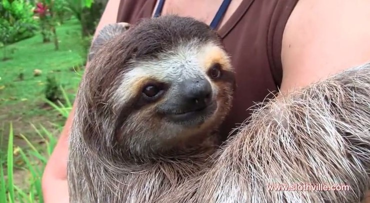 USPORENI ŠARMERI Evo zašto su lenjivci magična stvorenja