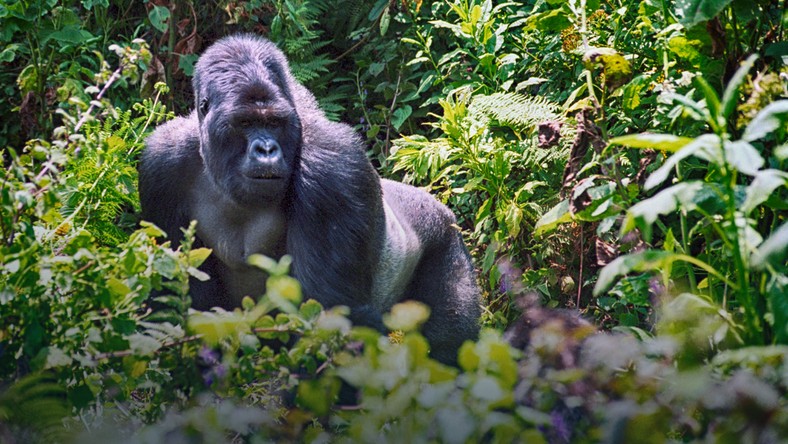 Goryle tworzą relacje i przyjaźnie, tak jak ludzie - Kobieta