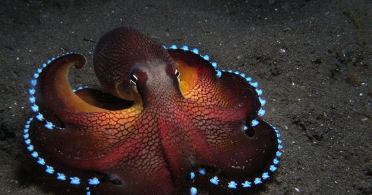 10 newly discovered ocean creatures revealed by scientists | Pulselive ...
