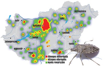 Invázió: megint elárasztottak minket a poloskák - Blikk