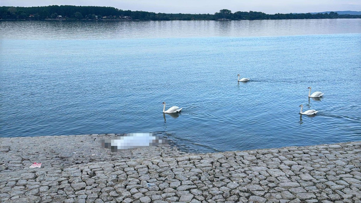 Prve fotografije i snimci sa mesta gde je pronađeno telo u Zemunu - Blic