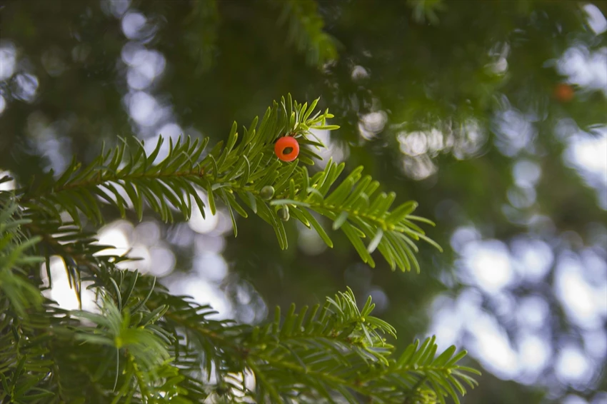 DRVO TISE KOD ZENICE KRIJE MNOGE TAJNI Mesto gde se sedelo, ašikovalo, veselilo, tugovalo… - Blic