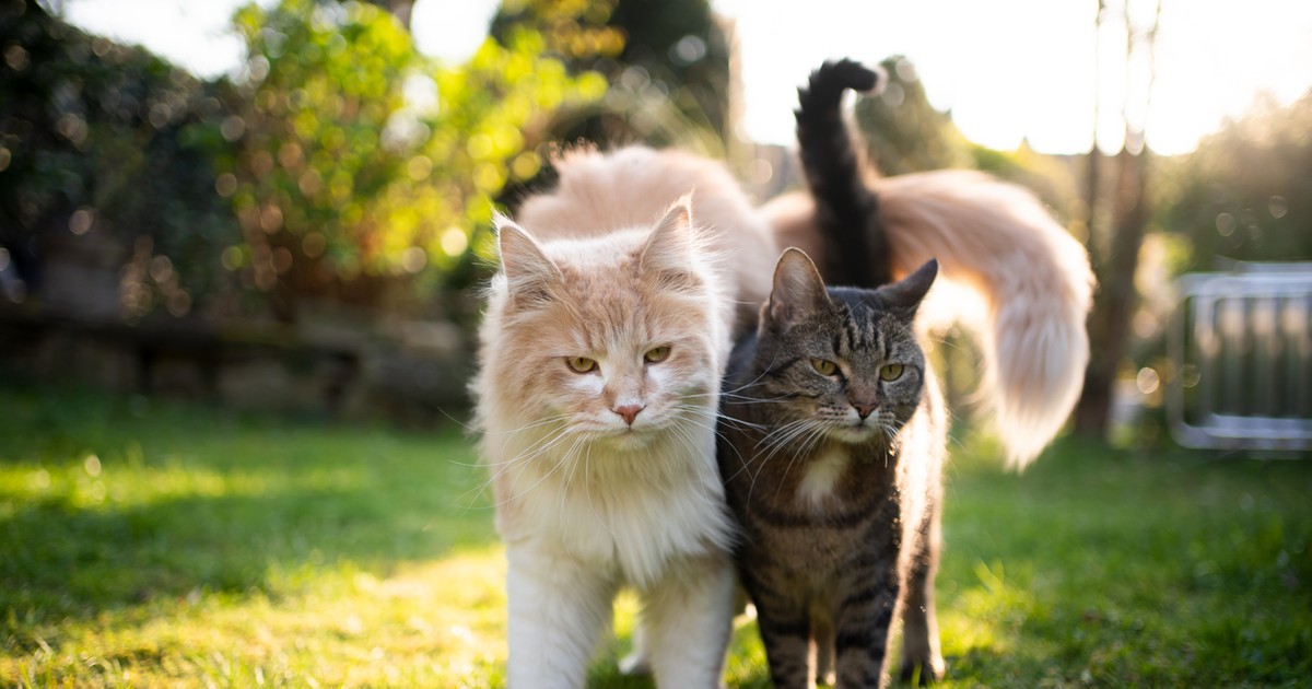 Jakie rasy kotów są najpopularniejsze w Polsce? Niektóre was mocno ...