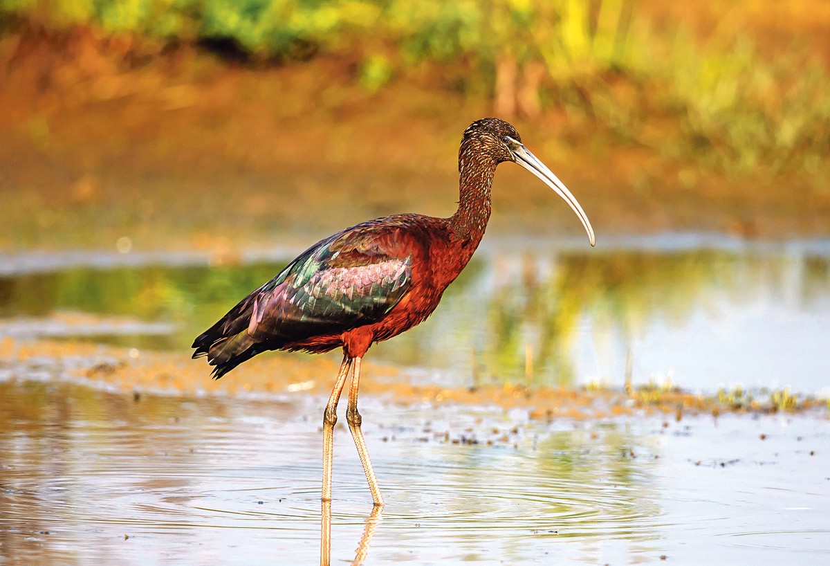 PTICE BEZ KOJIH ĆEMO OSTATI Ove ugrožene vrste nestaju u Srbiji, i to ...