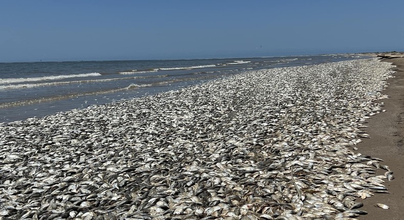 Thousands of dead fish have washed up on a once-idyllic Texas beach ...
