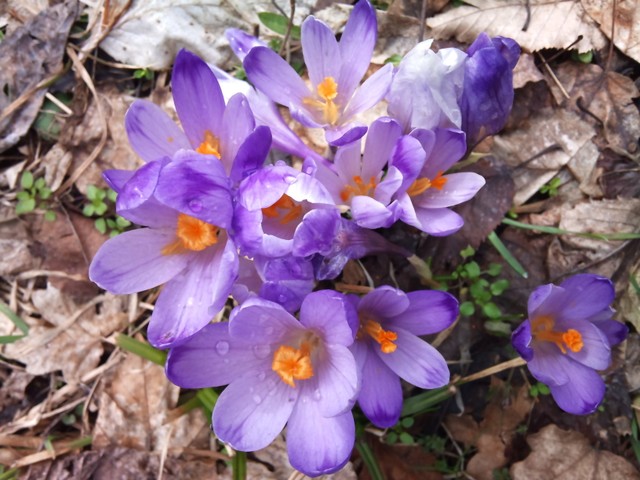 Srbija cveta: Neverovatne slike proleća koje su nam poslali čitaoci od ...