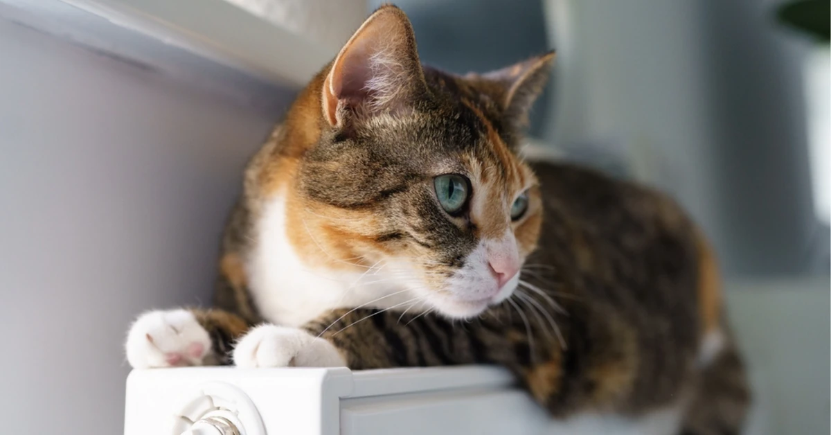 Dlaczego kot lubi leżeć na kaloryferze? Tak wyjaśniają to naukowcy - Dziennik.pl