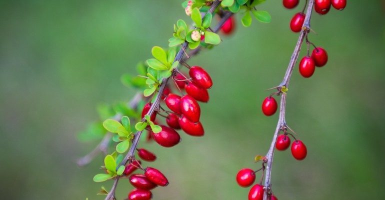 Berberys – właściwości i zastosowanie zdrowotne
