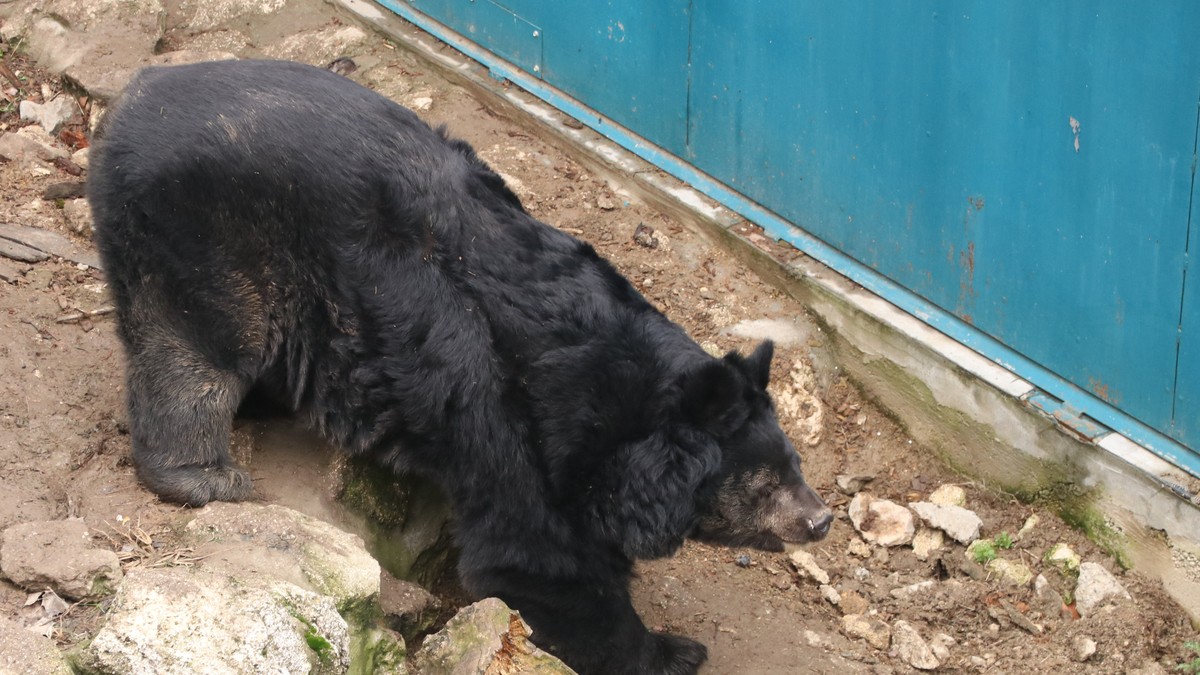 Medved Uroš za Sretenje izašao iz zimskog sna, evo kada nam dolazi ...