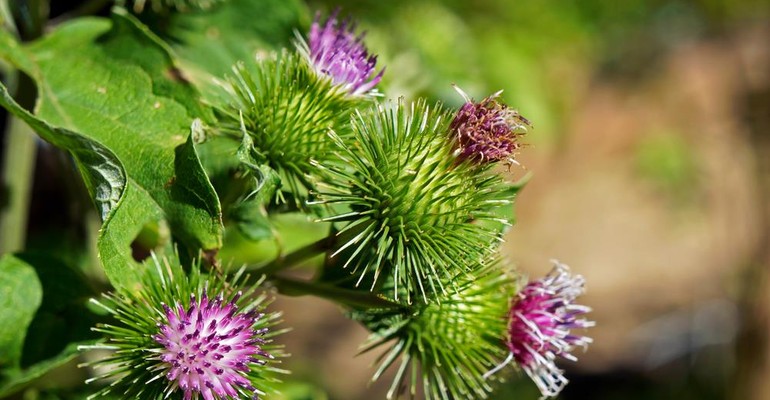 Łopian - jak stosować, właściwości, przepisy